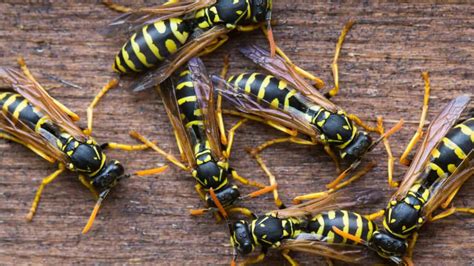 Most Common Types Of Wasps And How To Identify Them