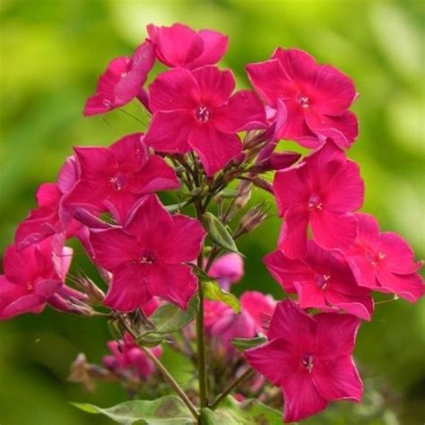 Trajnice Carniola Vrtnarija Home Facebook