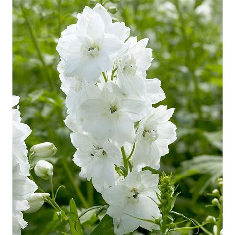 Delphinium Flower Varieties White Flower Farm