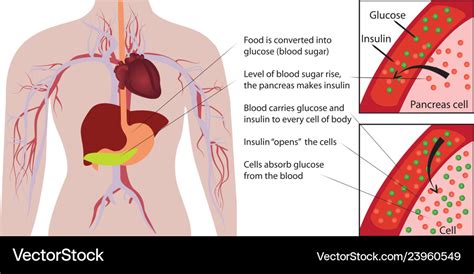 Blood Glucose Absorption In The Human Body Vector Image