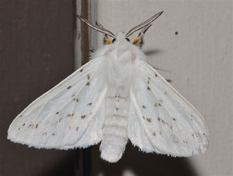 42 Beautiful White Moths In The United States With Pictures