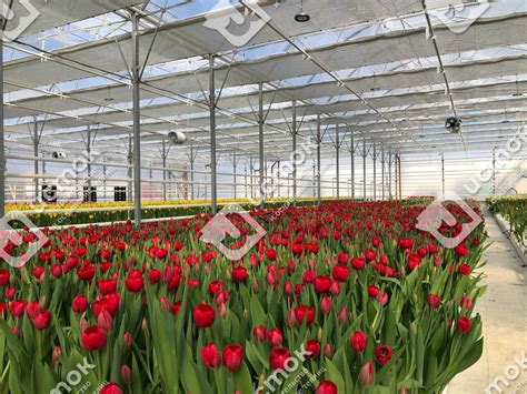 Промышленные и фермерские теплицы под ключ