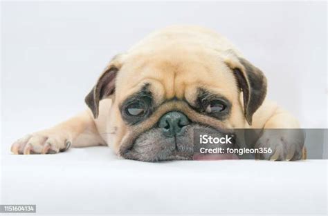 귀여운 강아지 퍼 그 개 눈에 껌으로 땅에 혀를 자 고 흰색 바탕에 추위의 코 딱지 개에 대한 스톡 사진 및 기타 이미지 개