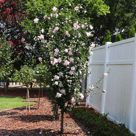 Rose Of Sharon Althea Trees For Sale