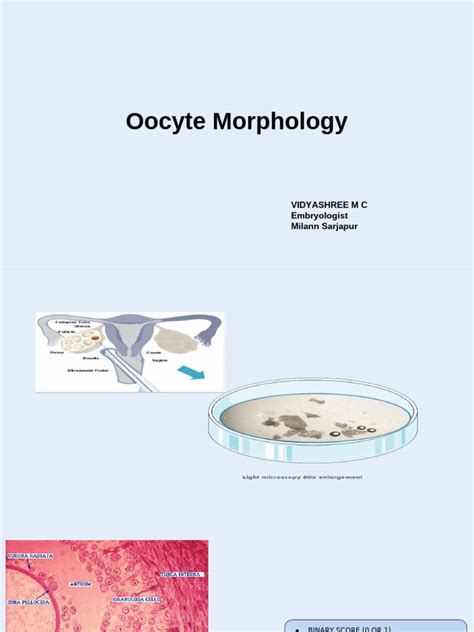 Oocyte Morphology Abnormalities Msc Pdf Fertilisation Cell Membrane