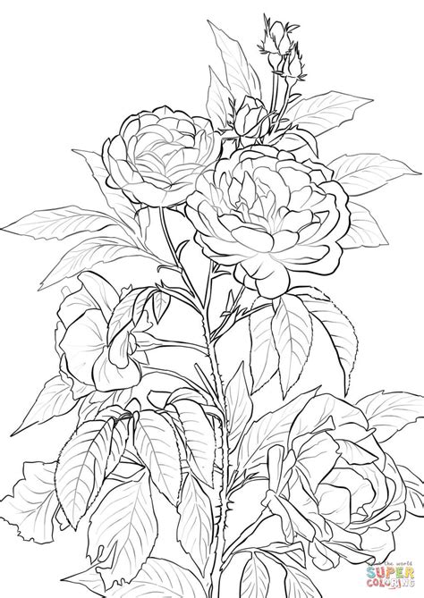 Printable Realistic Rose Coloring Pages