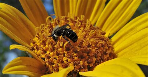 Apiaries Honeybees And Native Bees In Sw Oregon Insects