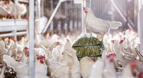 Nutrition In Alternative Housing Systems For Layers Laying Hens