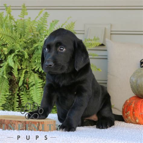 Black Labrador Retriever Puppies For Sale Infinity Pups