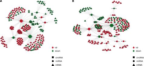 Frontiers Characterization Of Circrna Associated Cerna Networks Involved In The Pathogenesis