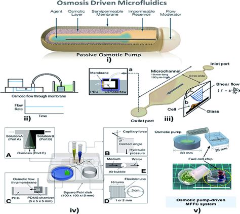 I Osmotic Pump Schematic Diagram This Figure Has Been Adapted From