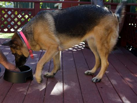Ms Woman Accused Of Unnatural Intercourse With German Shepherd