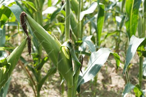 Premium Photo Sweet Corn Plant In The Field