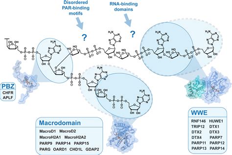 Parps And Adp Ribosylation Deciphering The Complexity With Molecular Tools Molecular Cell