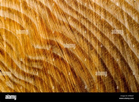 Tree Stump Texture Stock Photo Alamy