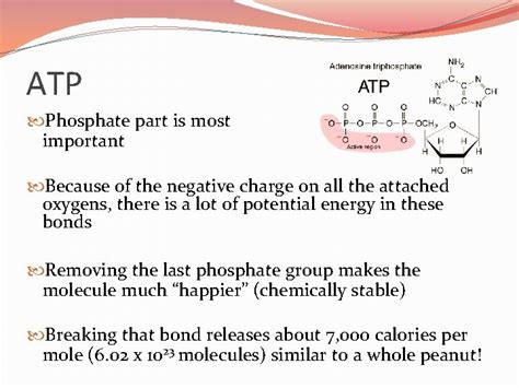 Cellular Respiration Introductionbasic Info Respiration Controlled