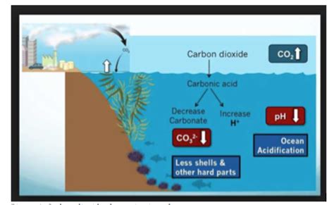Seaweed A Solution To Ocean Acidification San Diego Pollution Trackers
