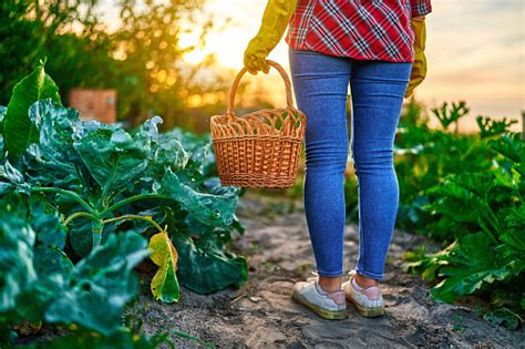 밀짚 바구니를 들고 집에서 자란 녹색 정원에서 잘 익은 친환경 유기농 수제 양배추 작물을 수확하는 여성 농부 25 29세에 대한