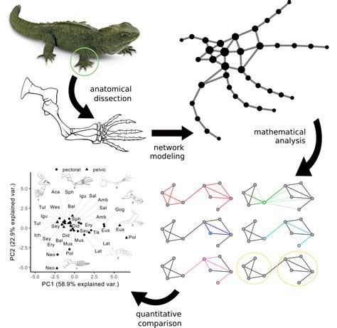 Evolution During The Dawn Of Limbs Science Trends