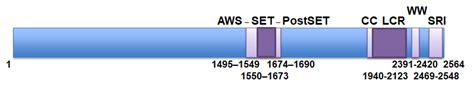 Setd2 Set Domain Containing 2 Histone Lysine Methyltransferase