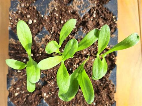 How To Grow Calendula From Seeds With Little Effort