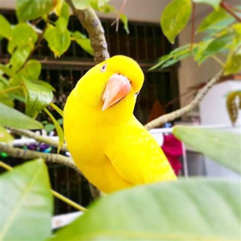 Cocos Modeling Adventure