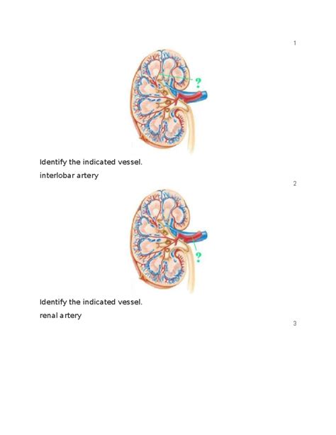2312anatomyand Physiologylabexam 4 1 Identify The Indicated Vessel