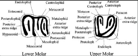 Nomenclature Of Glirid Cheek Teeth Modified By Daams 1981