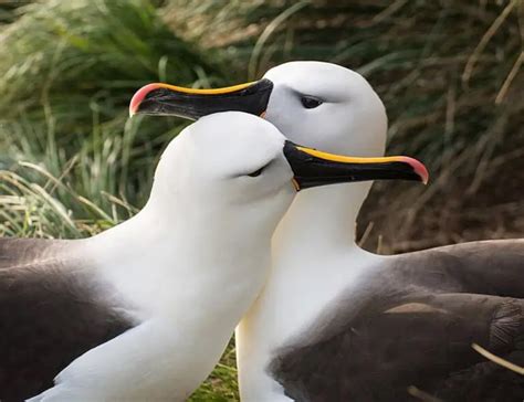 22 Types Of Albatross Species Facts And Photos