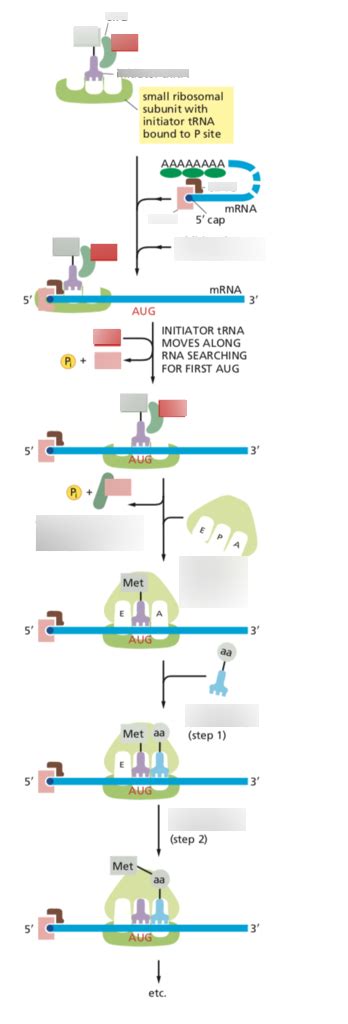 The Initiation Of Protein Synthesis In Eukaryotes Diagram Quizlet