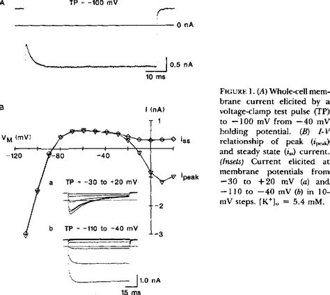 Inward Rectifier Potassium Current Role At Zane Hodge Blog