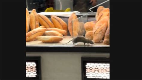 Video Un șobolan A Fost Filmat în Timp Ce Se Plimbă Printre Pâini în