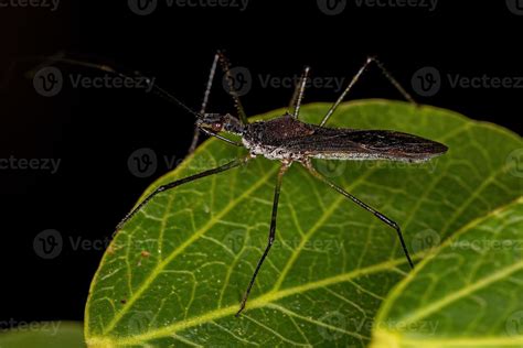 Adult Assassin Bug Stock Photo At Vecteezy