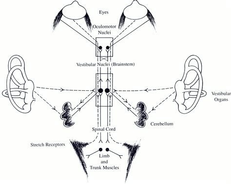 Balance And Vestibular System Human Ear Cochlea Vestibule