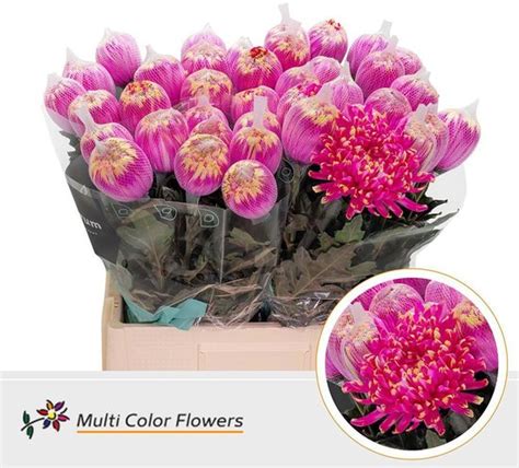 10x Chrysant Antonov Sex On The Beach 60cm Bol