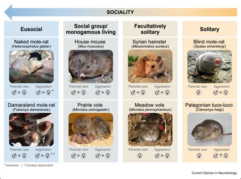 The Social Network Neural Control Of Sex Differences In Reproductive