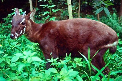 The Saola Vu Quang Ox Pseudoryx Nghetinhensis One Of The Worlds
