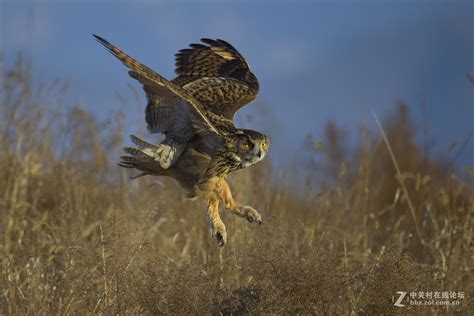 雕鸮 中关村在线摄影论坛