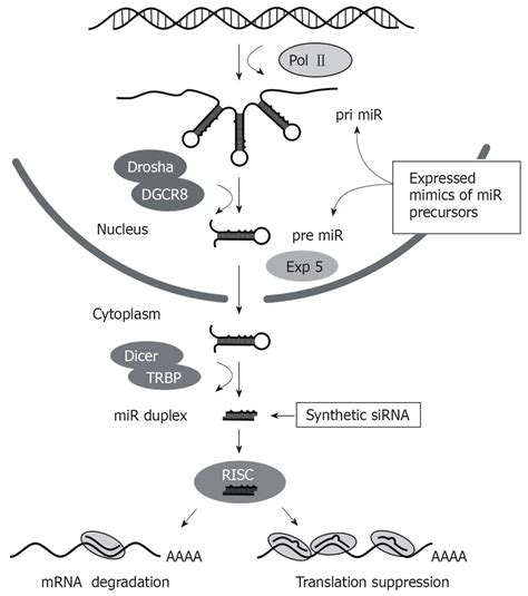 Harnessing The Rna Interference Pathway To Advance Treatment And