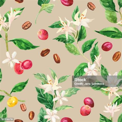 수채화 손 그린 커피 나무 가지 꽃과 콩 커피 공장 커피 열매의 숙성 콜롬비아에 대한 스톡 벡터 아트 및 기타 이미지 콜롬비아 일러스트레이션 과일 Istock