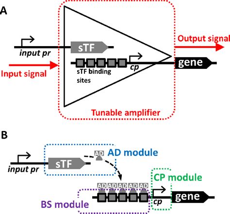 Figure 1 From Dominik Synthetic Transcription Amplifier System For Orthogonal Control Of Gene