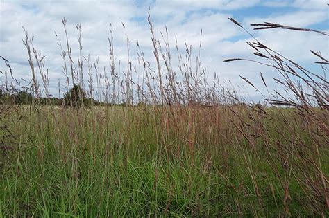 Andropogon Gerardii Identification