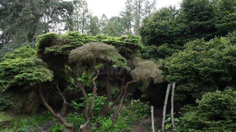 Wonderful Fabulous Decorative Coniferous Plants And Trees Stock