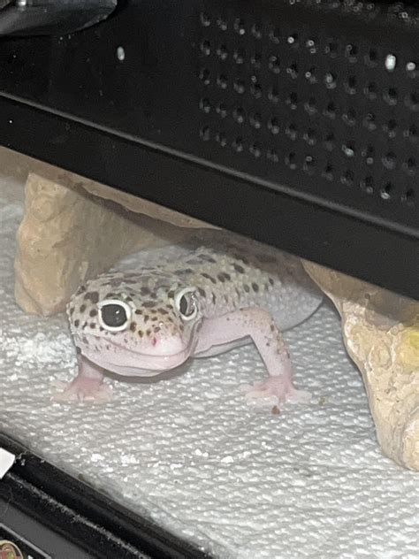 Love my lil crossed eye gal : r/leopardgeckos