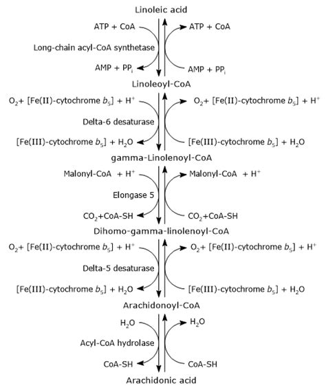 Arachidonic Acid Chemical Structure