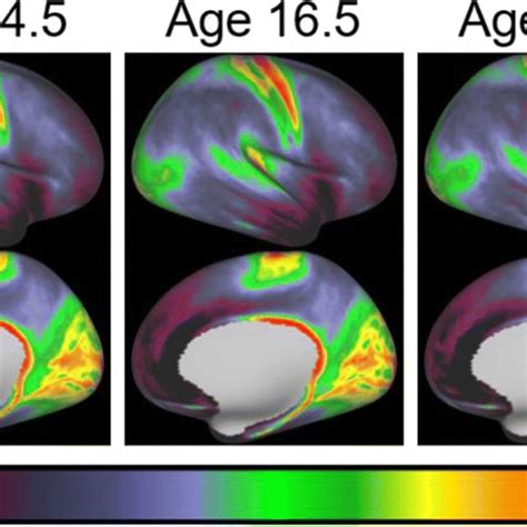 the normalized myelin content is displayed on the averaged inflated