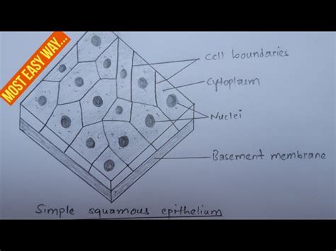 Epithelial Tissue Labeled Diagram