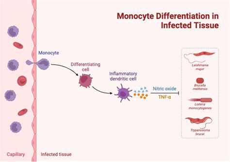 Monocytes Definition Structure Types Functions Biology Notes Online