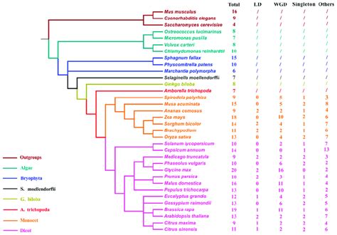 Taxonomic Tree Of 31 Surveyed Plant Species And 3 Outgroup Species The