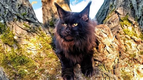 The Astonishing Black Maine Coon Cat How Rare Is It